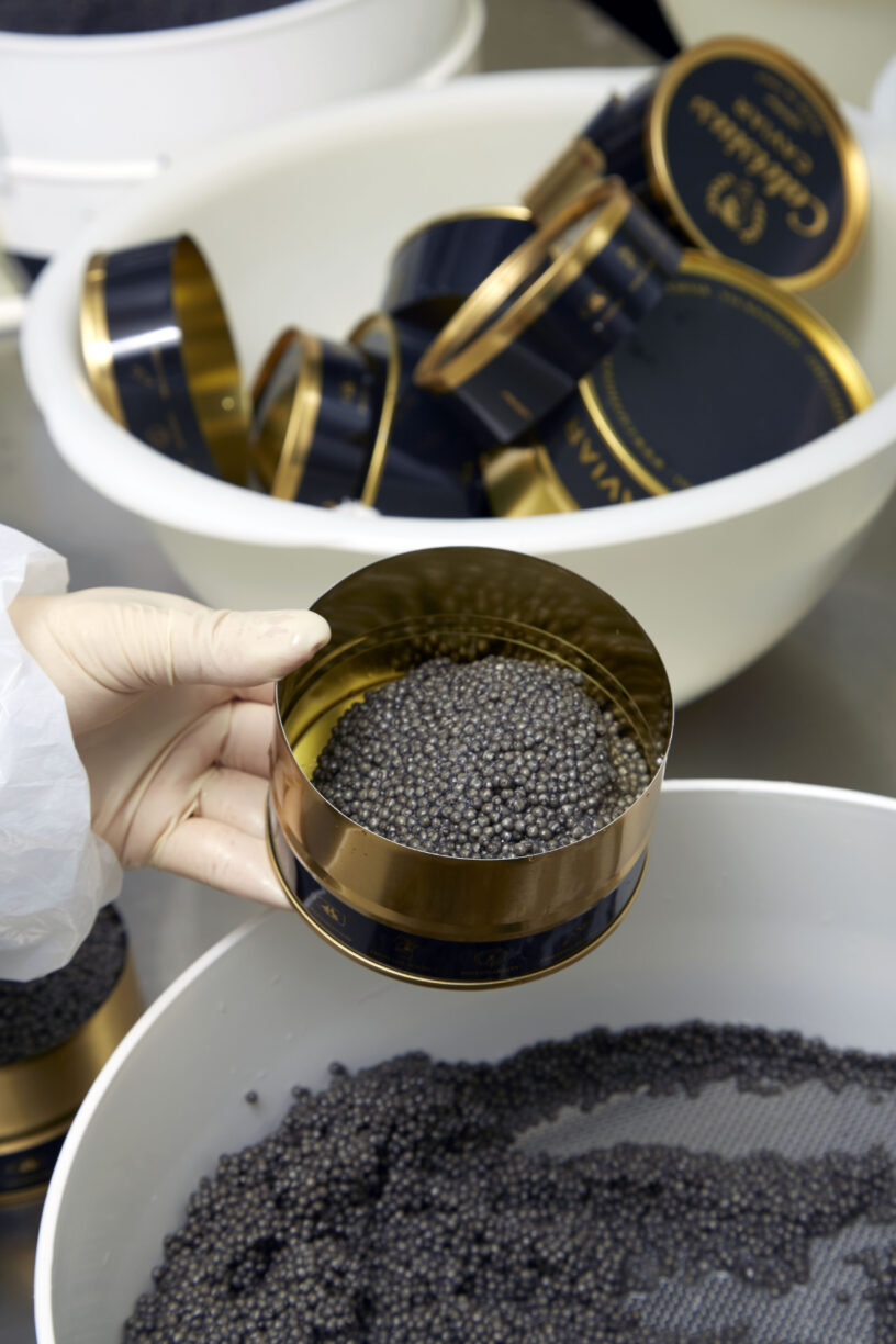 Calvisius and Sturia: Europe's Top Caviar Producers - Wine Mind It